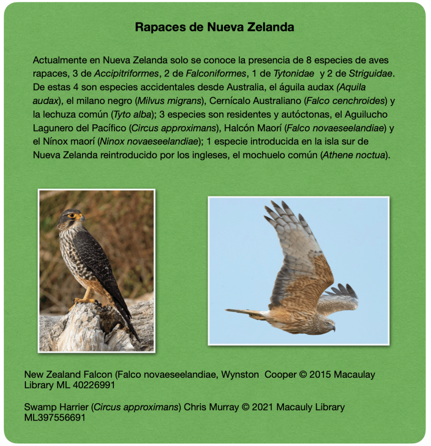 El águila de Haast Hieraaetus moorei; nuevas revelaciones sobre una ...