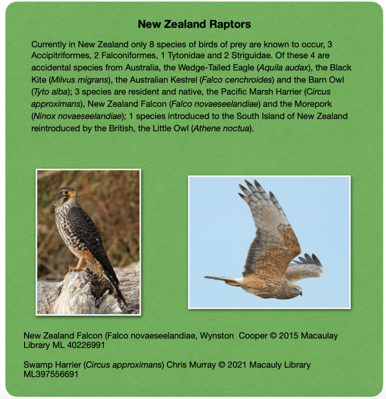 El águila de Haast Hieraaetus moorei; nuevas revelaciones sobre una ...