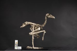 El águila de Haast Hieraaetus moorei; nuevas revelaciones sobre una ...