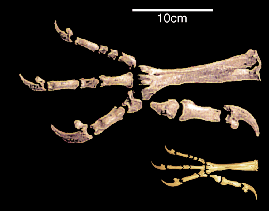 El águila de Haast Hieraaetus moorei; nuevas revelaciones sobre una ...